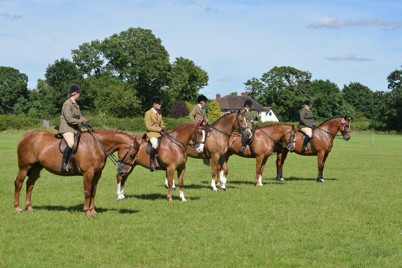 Midland Irish Draught Horse Show 2016 | Event Photography in ...